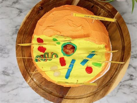 How To Make A Simple Plant Cell Model For School
