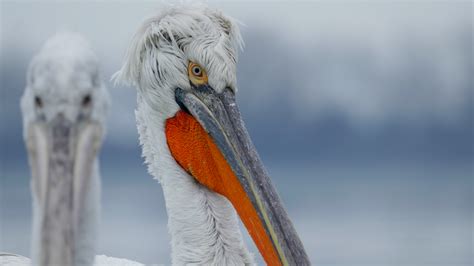 Is Britain Ready For Dalmatian Pelican Restore