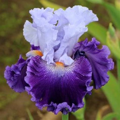 Iris Plant Easy To Plant Perennial Iris Roots Fragrant Attracts