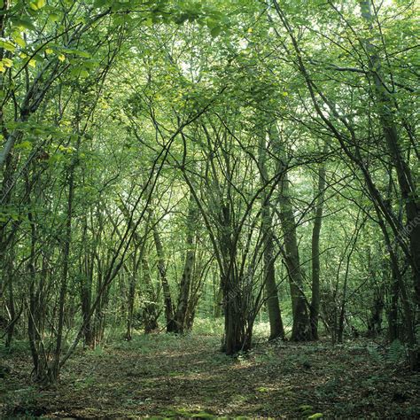 Coppice Woodland With Hazel Trees Stock Image B601 0071 Science