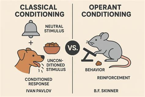 Classical Vs Operant Conditioning A Clear Visual Comparison In 2025 Psychology Psychology