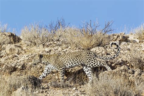 Signal To Shield Sensor Driven Adaptive Camouflage
