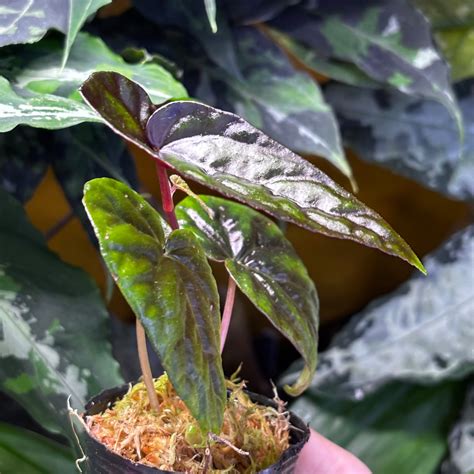 Begonia Variabilis Dark 原種ベゴニア バリアビリス 黒葉 熱帯雨林植物専門店 トイ吉園芸