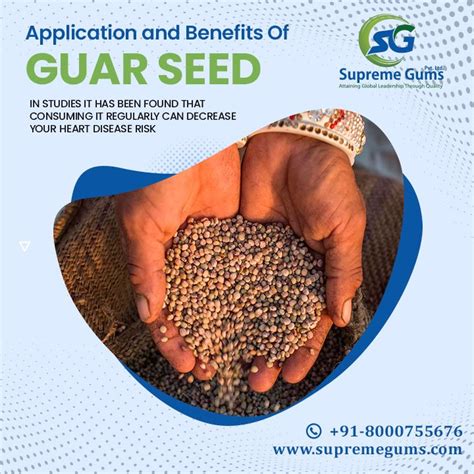 Benefits Of Guar Gum Powder And Guar Seeds Esauff