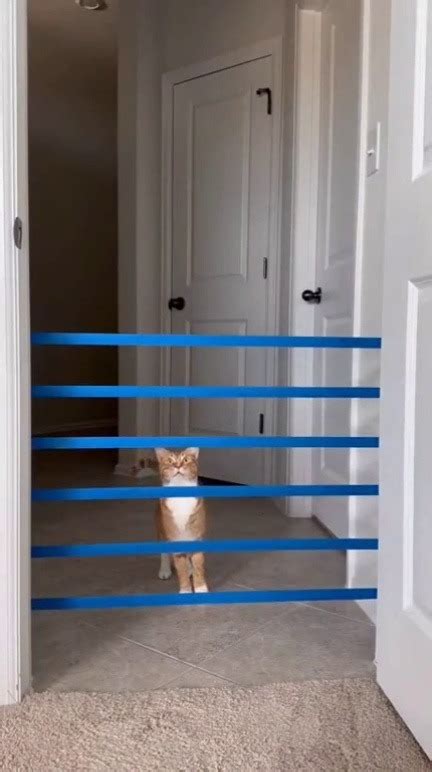 How High Can A Cat Jump Tumbex