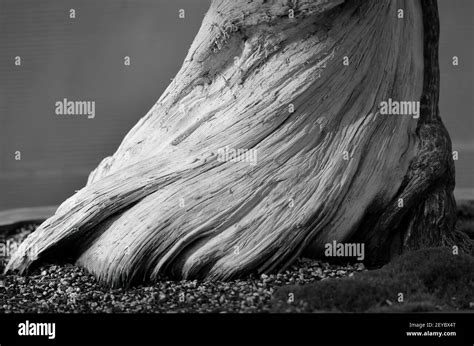 Twisted Tree Trunk Hi Res Stock Photography And Images Alamy