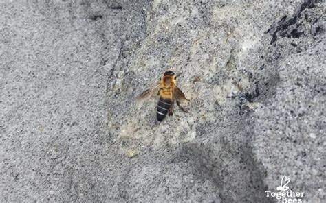 The Himalayan Honey Bee And Its Mysterious “mad Honey” Togetherforbees