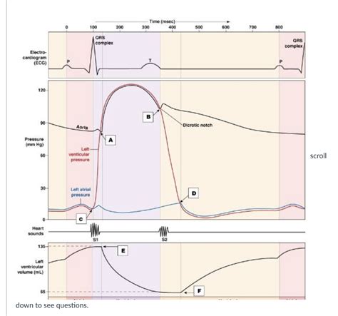 Solved A The Ventricular Ejection Phase Of Systole Will