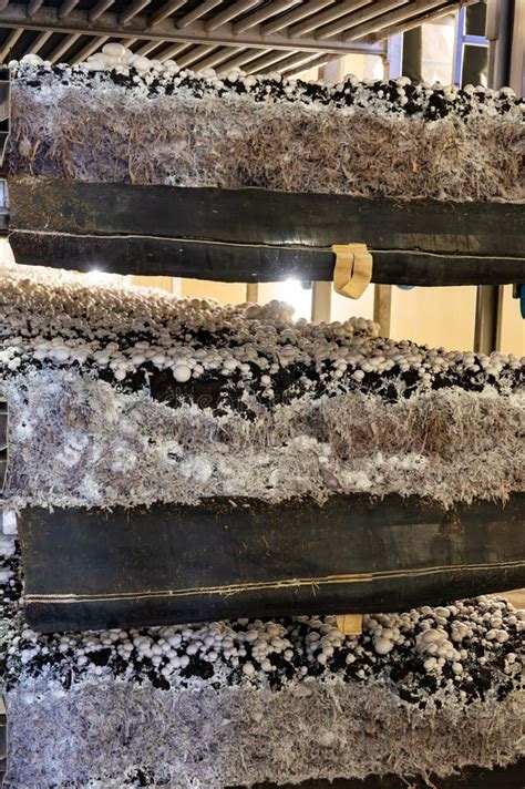 Growing Of White Champignons Mushrooms Mycelium Grow From Compost Into