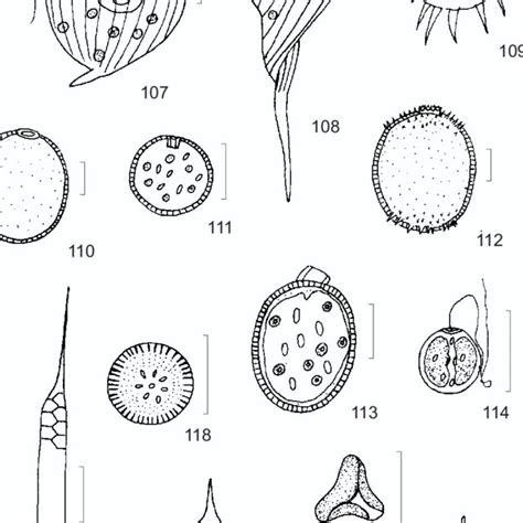 Phacus Longicauda Fig 107 P Pleuronectes Fig 108 P Tortus Fig