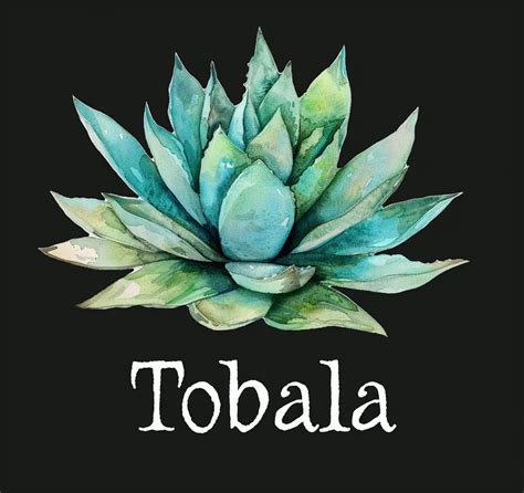 Mezcal Tobalá Características Y Diferencias
