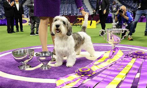 The Importance Of Dog Conformation How Structure Affects Performance