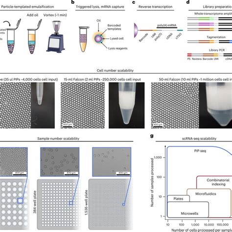 rapid and scalable templated emulsification for single cell