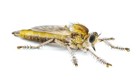 Large Robber Fly Or Robberfly Fresh From Pupa Eclosion Teneral Stage Of