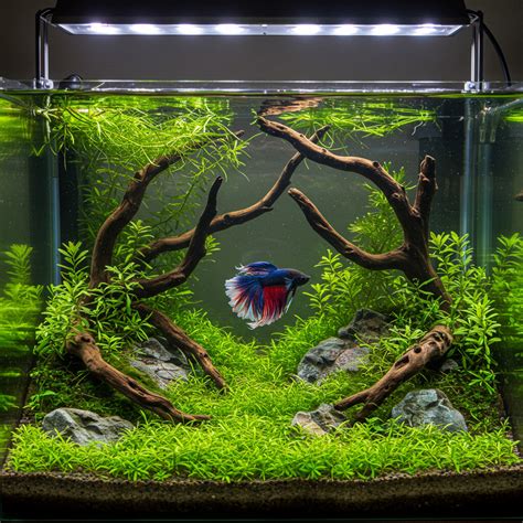 Unique Fish Tanks 5 Gallon