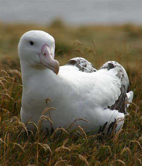 Wandering Albatross Australian Antarctic Program