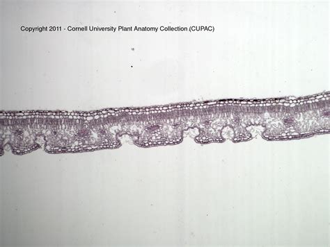 Nerium Oleander Leaf Cross Section