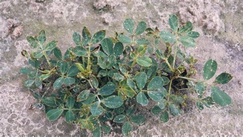 Peanut Groundnut Diseases And Pests Description Uses Propagation