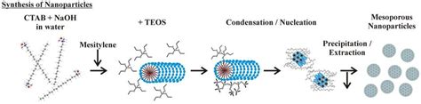 Synthesis Of Mesoporous Silicate Nanoparticles Msns 5366 Download Scientific Diagram