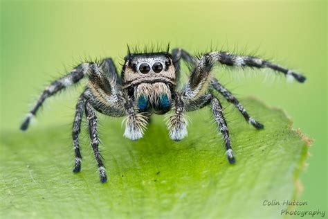 Phidippus Phoenix Jumping Spider On Green Leaf