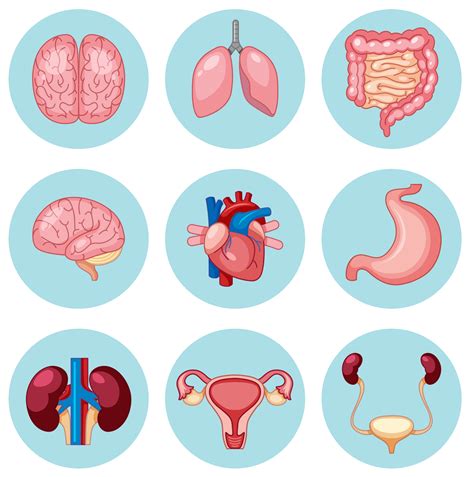 Internal Organs Of Human Body Clipart At Anthony Tryon Blog