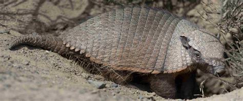 10 Facts About Armadillos