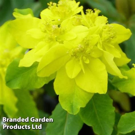 Euphorbia Polychroma Dobies