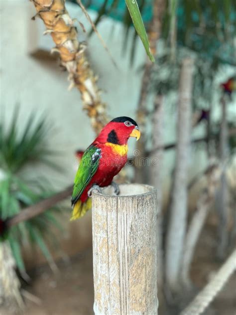 Lori Parrot Editorial Stock Image Image Of Lori Parakeet 324392499