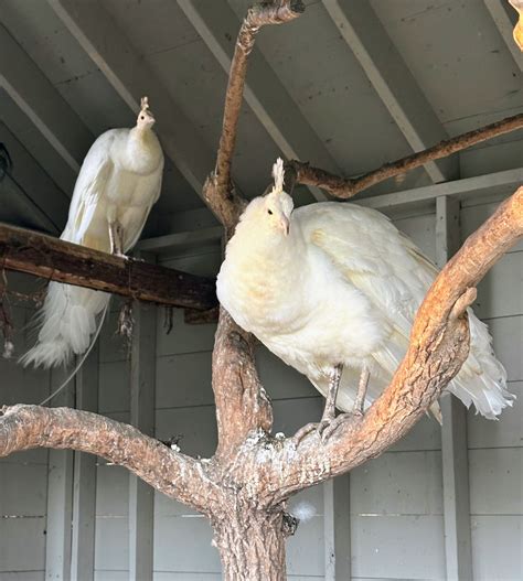 Time With My Peafowl The Martha Stewart Blog