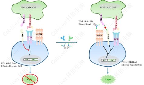 Pd1and41bb Dual Effector Reporter Cell 药靶模型 南京科佰生物科技有限公司