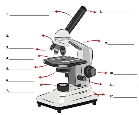 Microscope Labeling Diagram Quizlet