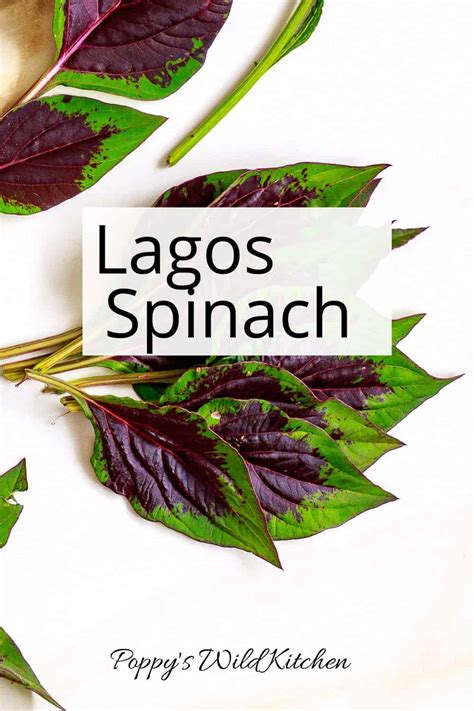 How To Eat Lagos Spinach Poppys Wild Kitchen