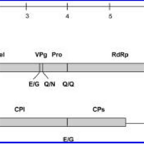Left Symptomatic Leaf Affected With Black Raspberry Necrosis Virus