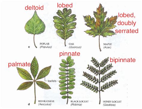 Pinnately Lobed