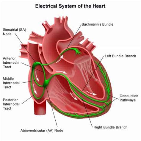 Cardiac Conduction New