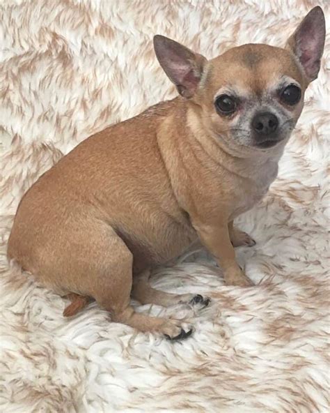 34 Chihuahua Colors Explained With Pictures