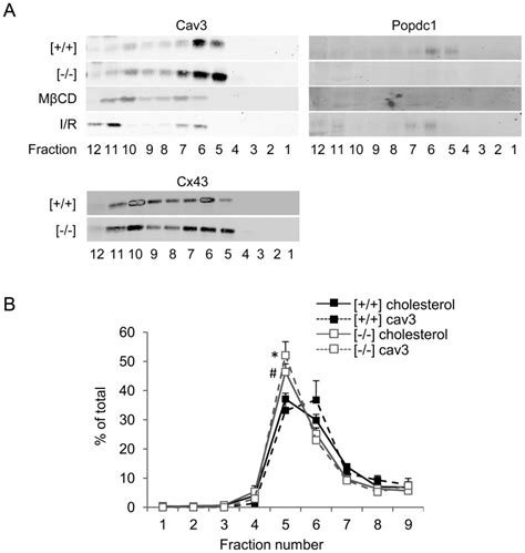 A Western Blot Analysis Of Gradient Fractions Fraction 1 And