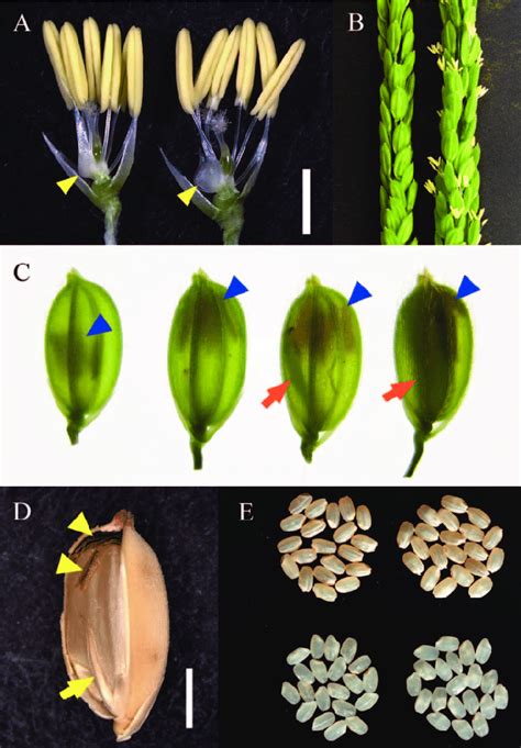 Spw1 Cls With Elongate Functionless Lodicules No Flower Opening And