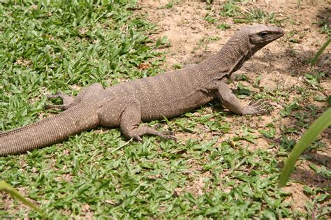 Monitor Lizard Breeds Monitor Lizard Wiki Bsbf