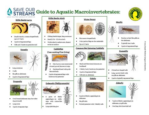 Macroinvertebrate Identification Chart Macroinvertebrate
