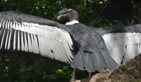 Andean Condor Wingspan