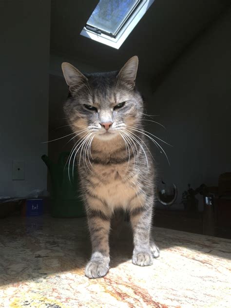 Caesar Divi Filius Augustus The Divine Right And Rise Of The Roman Empire