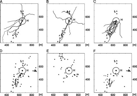Bee Navigation Unraveling The Mystery Of Foraging Patterns Bee