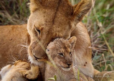 Lioness Cuddling Her Cub Scrolller