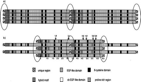 Alternative Models Of Fibrillin Assembly The Domain Structure Of The