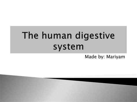 Digestive System Presentation Pptx