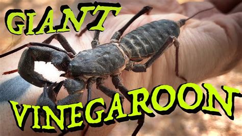 Vinegaroon Giant Whip Scorpion At Harry Northcott Blog