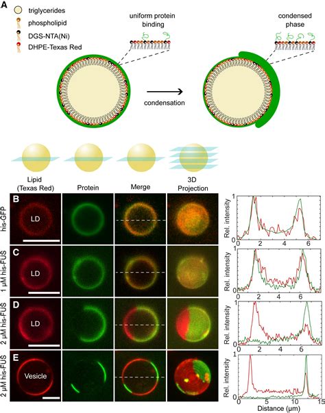 Lipid Droplets As Substrates For Protein Phase Separation Biophysical