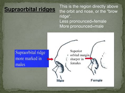 Ppt Sex Determination From Human Skeletal Remains Skull Pelvis