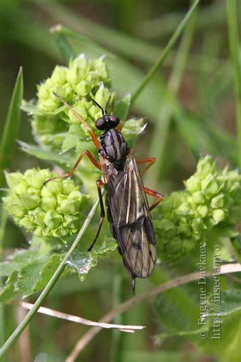 Photo 61067 Diptera Sp